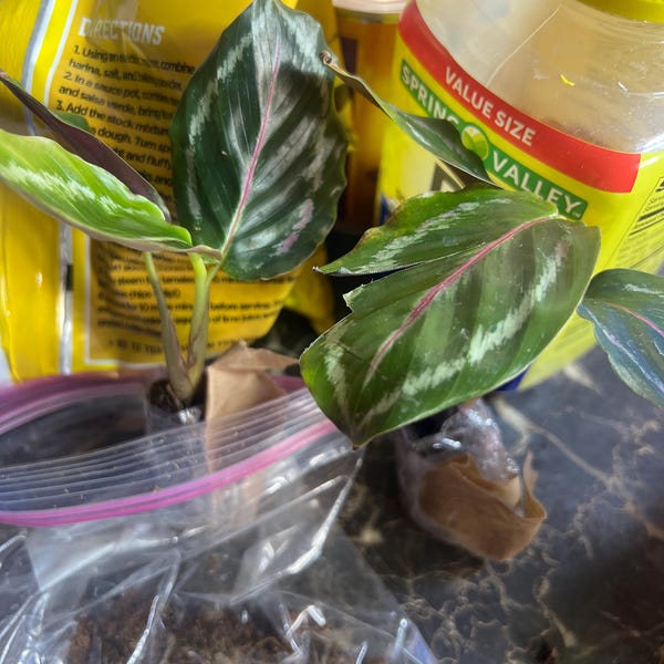 Philodendron White Princess 2 Starter Plant ALL STARTER PLANTS Require ...