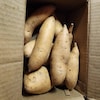 Hannah White Organic Seed Sweet Potatoes Yam Potato Tubers Heirloom Non ...