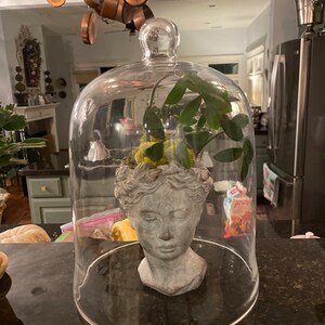 Glass Cloche Bell Jar Extra Large - Etsy