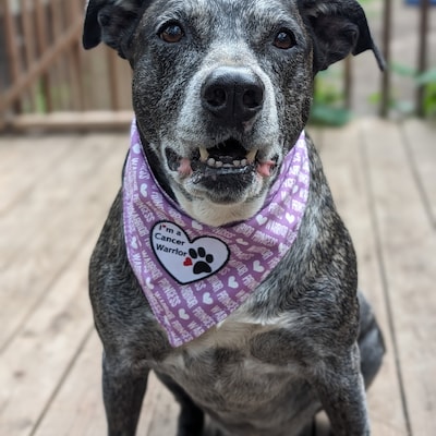 Pet Cancer Awareness Ribbon Blue Bandana I'm Beating Cancer or Hug Me I ...