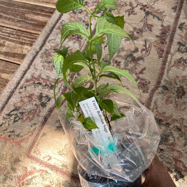 Cassia Didymobotrya Popcorn Plant Senna Plant in 4 Inch Pot - Etsy