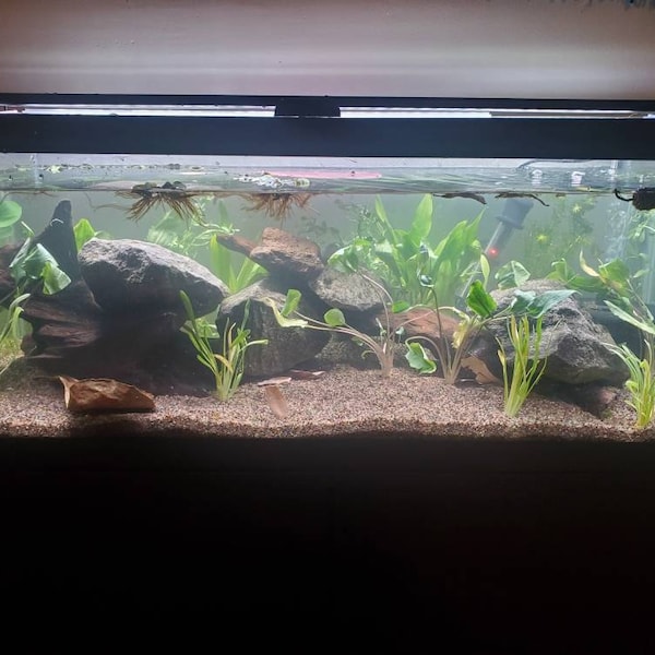 BUY2GET1FREE Java Moss, Bogor Moss Aquarium Plant Easy Aquarium Plant ...