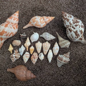 SWF Sampler Shell Set - Etsy