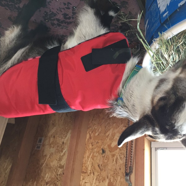 Insulated KID Goat Coat 14" Topline - Perfect for NEWBORNS - Etsy