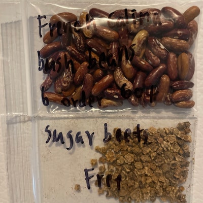 50 Beans Calima Bush Seeds - Etsy