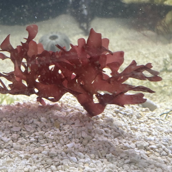 LIVE | 10-pack Macro Algae Sampler | Macro Algae/macroalgae Coral for ...