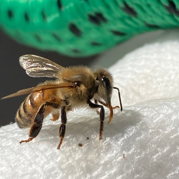 Bee Revival Kit With Plantable Paper (rose Gold) - Etsy