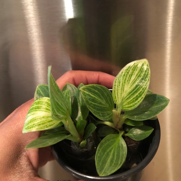 Philodendron Birkin Galaxy Starter Plant (ALL STARTER PLANTS Require ...