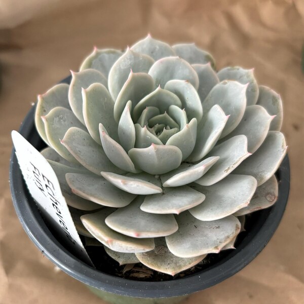 Kalanchoe Kewensis Live Rooted Succulent Plant - Etsy