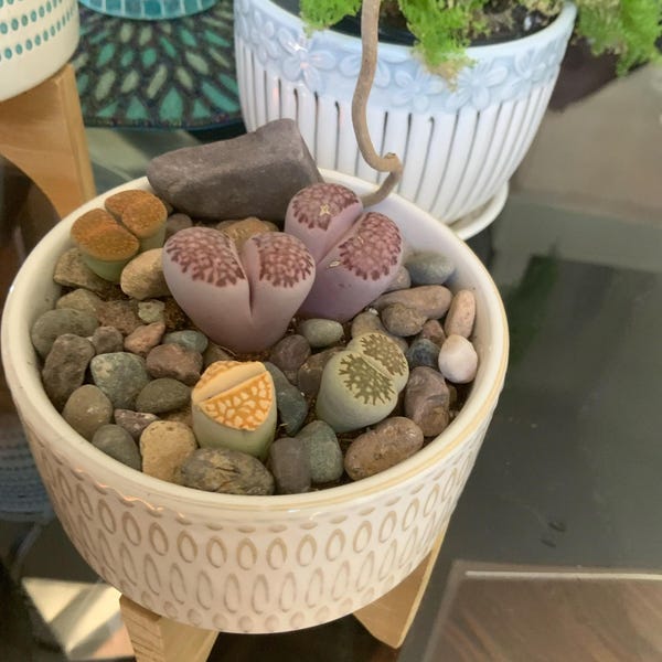 Rare Imported Mixed Succulents Succulents Mystery Box - Etsy