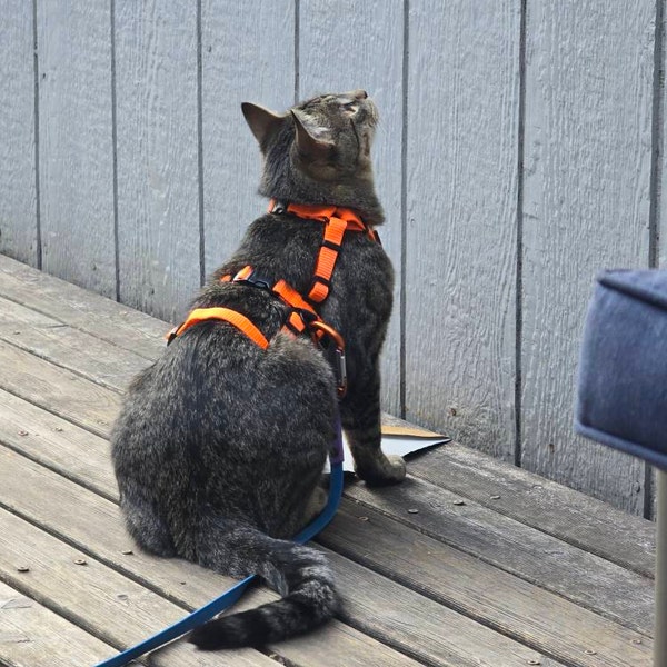 ESCAPE Proof CAT HARNESS, Adjustable Safety Adventure Cat Harness ...