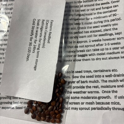 Flame Amur Maple 100 Seeds, Beautiful Flame Red Color, Fresh Picked ...