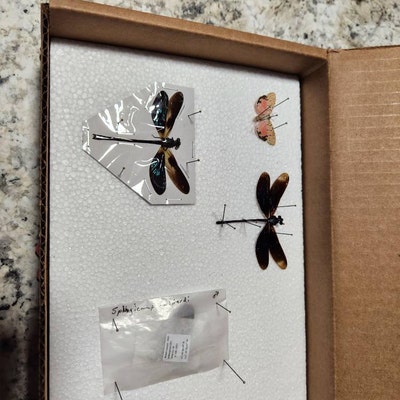 Microstigma Rotundatum Clear Yellow Dragonfly Damselfly Peru - Etsy