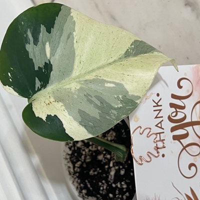 Copper Plated Sycamore Leaf With a Forced Salt Patina. Copper ...