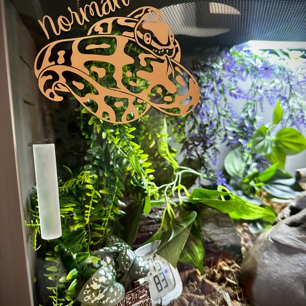 Ball Python Custom Name Decal | Pied Ball Python - Etsy