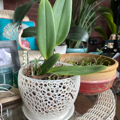 Pebble Tray for Plants pre-washed Pebbles Included - Etsy