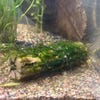 X2 Subwassertang Moss on Cholla Wood - Shrimp Hideout & Betta Aquarium ...