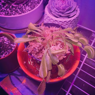 Carnivorous Spoon Leaf Sundew Drosera Spathulata Plant 3 Inch Pot - Etsy