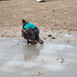 TURKEY SADDLE Adjustable Stag Protector Turkey Apron | Etsy