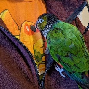 Conure Ripeness Chart T-shirt - Etsy