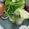 Syngonium Batik Starter Plant all Starter Plants Require You to ...