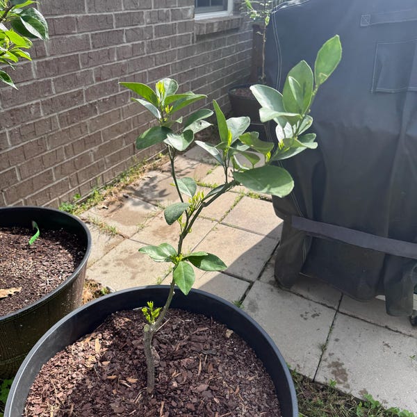 Grafted Dwarf CARA CARA Navel Orange Citrus Tree 2-3ft Tall. We Ship to ...