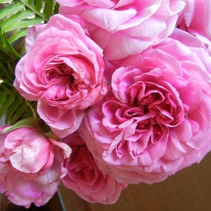 Simplicity S8715 Stuffed Toy Dragons | Etsy