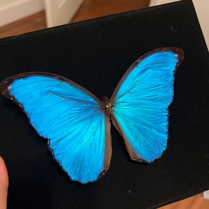 Rare Neon Blue Morpho Butterfly Morpho Absoloni Mounted and - Etsy