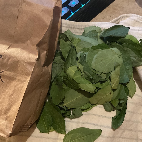 10x Seeds Giant Passionfruit Giant Granadilla, Rare, Exotic, Delicious ...