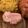 Trilobite Crochet Pattern, Amigurumi Trilobite PDF File in English - Etsy