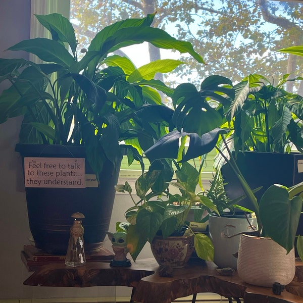Wooden Engraved Sign - Feel Free to Talk to These Plants...they ...
