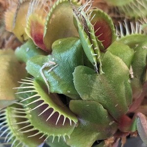 Carnivorous Spoon Leaf Sundew Drosera Spathulata Plant 3 Inch Pot - Etsy