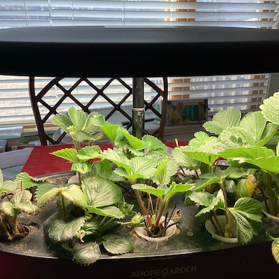 BLUEBELL Grape Vine 1 Bare Root Live Plant PREORDER Ship in April - Etsy