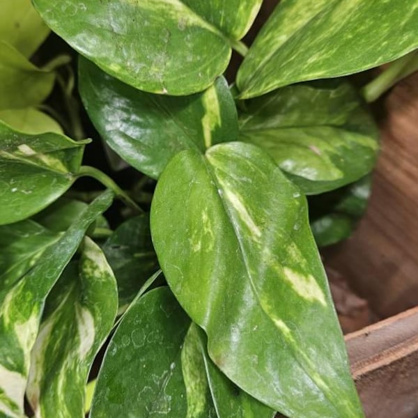 Pothos Robin: Teruno Japanese Pothos - Tropical Houseplant (4” Pot) - Etsy