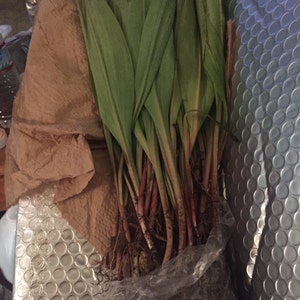 Wild Ramp Seeds - Etsy