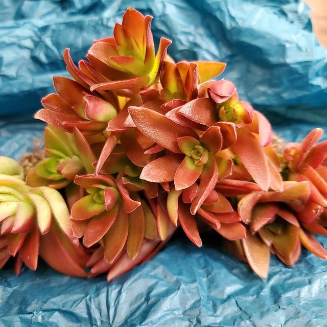 SucculentSunsetDesigns by SucculentSD on Etsy