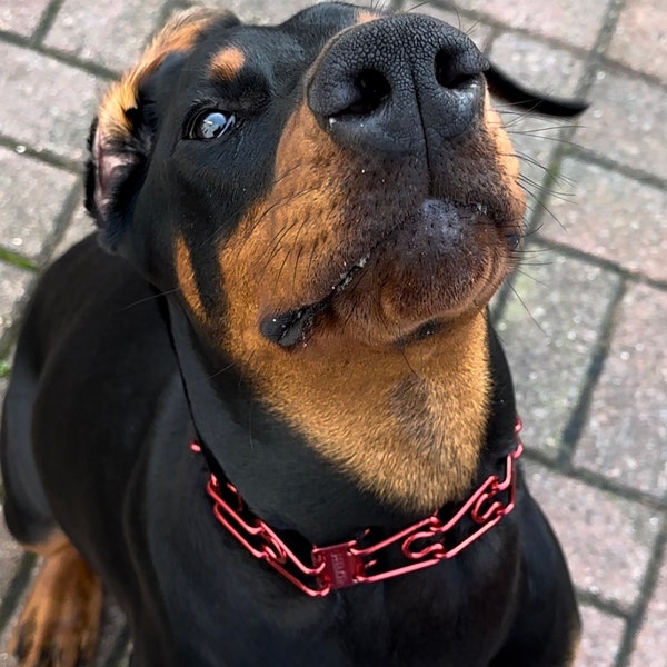Dazzling Red Custom Powder Coated Herm Sprenger Prong Collar for Dogs ...