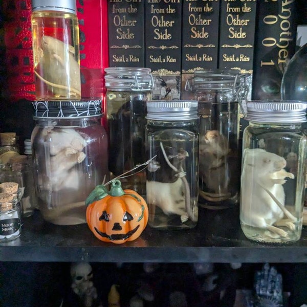 Small Oddities Mystery Box - Etsy