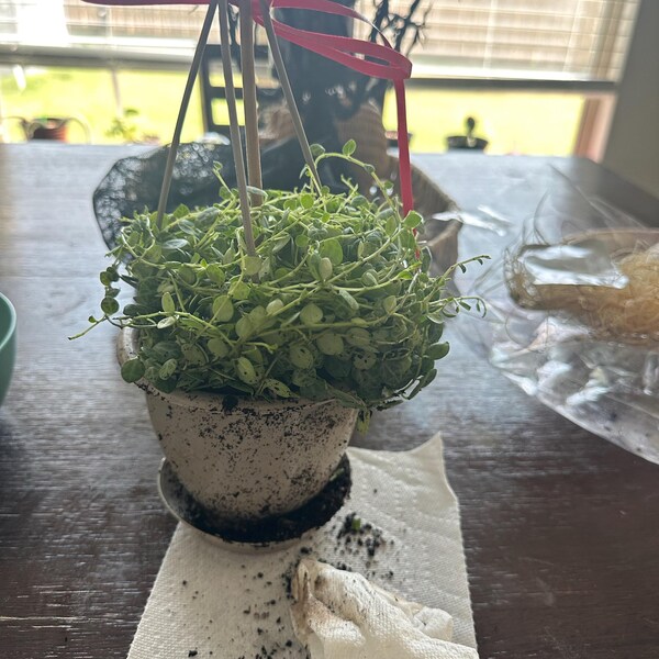 FOSTER 4-pack LIVE 4 Inch Kalanchoe, Blooming Houseplant, Gardening ...