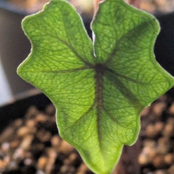 Sansevieria Cylindrica Rocket, Snake Plant, 6cm, Mother-in-law's Tongue ...
