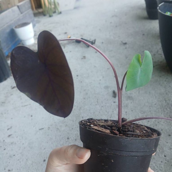 Philodendron El Choco Red Starter Plant ALL STARTER PLANTS Require You ...