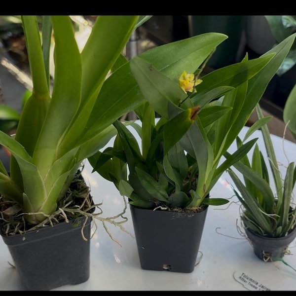 Orchid Dendrobium Nobile Dendrobium Den Tianmu Plain Botan 4 Inch Pot ...