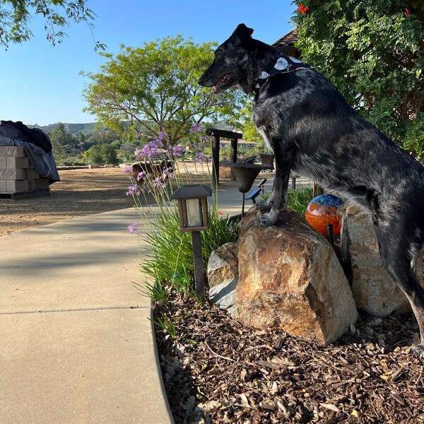 Guardian Subclass Decals Solar Arc Void Stasis Strand Prismatic Vinyl ...