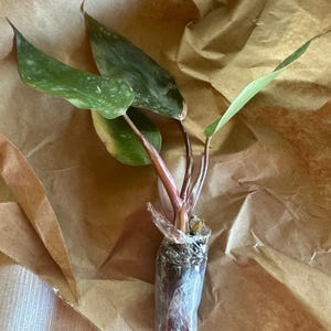 Alocasia tiny Dancer Starter Plant ALL STARTER PLANTS Require You to ...