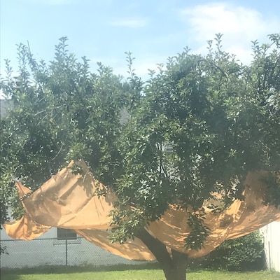 20x20 Fruit Tree Catcher - Etsy