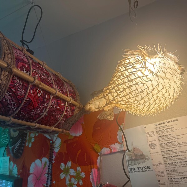 Large left Handed Lightning Whelk Shell 6 Seashell Beach Decor Native ...