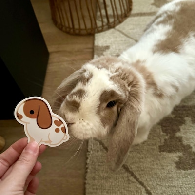 Coral Hognose Snake Waterproof Vinyl Sticker Kawaii Chibi Animal Lover ...