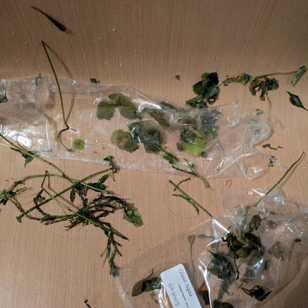 Rotala H'ra Easy Live Aquatic Stem Plant for Planted Aquarium ...