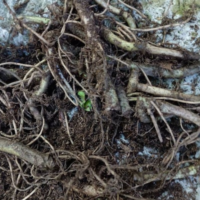 10 Wild Geraniums Plants Cranesbill Geranium Maculatum Organic Bare ...