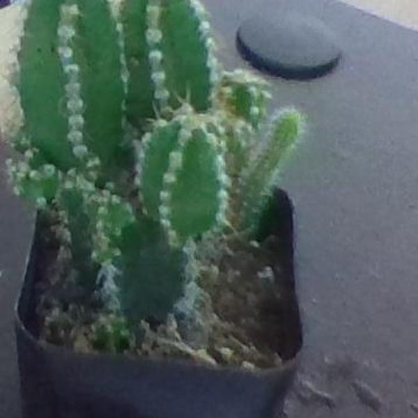 Baby Toes | 2.5 Inch | Fenestraria Rhopalophylla | Mimicry Plants ...